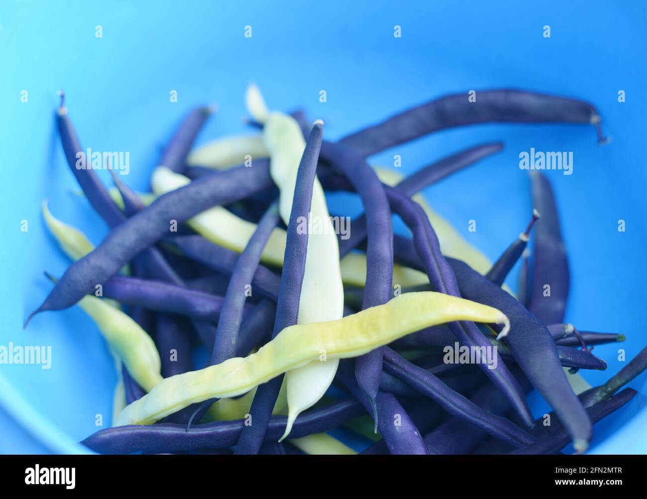 organic blue and yellow beans collected in a bowl Stock Photo - Alamy