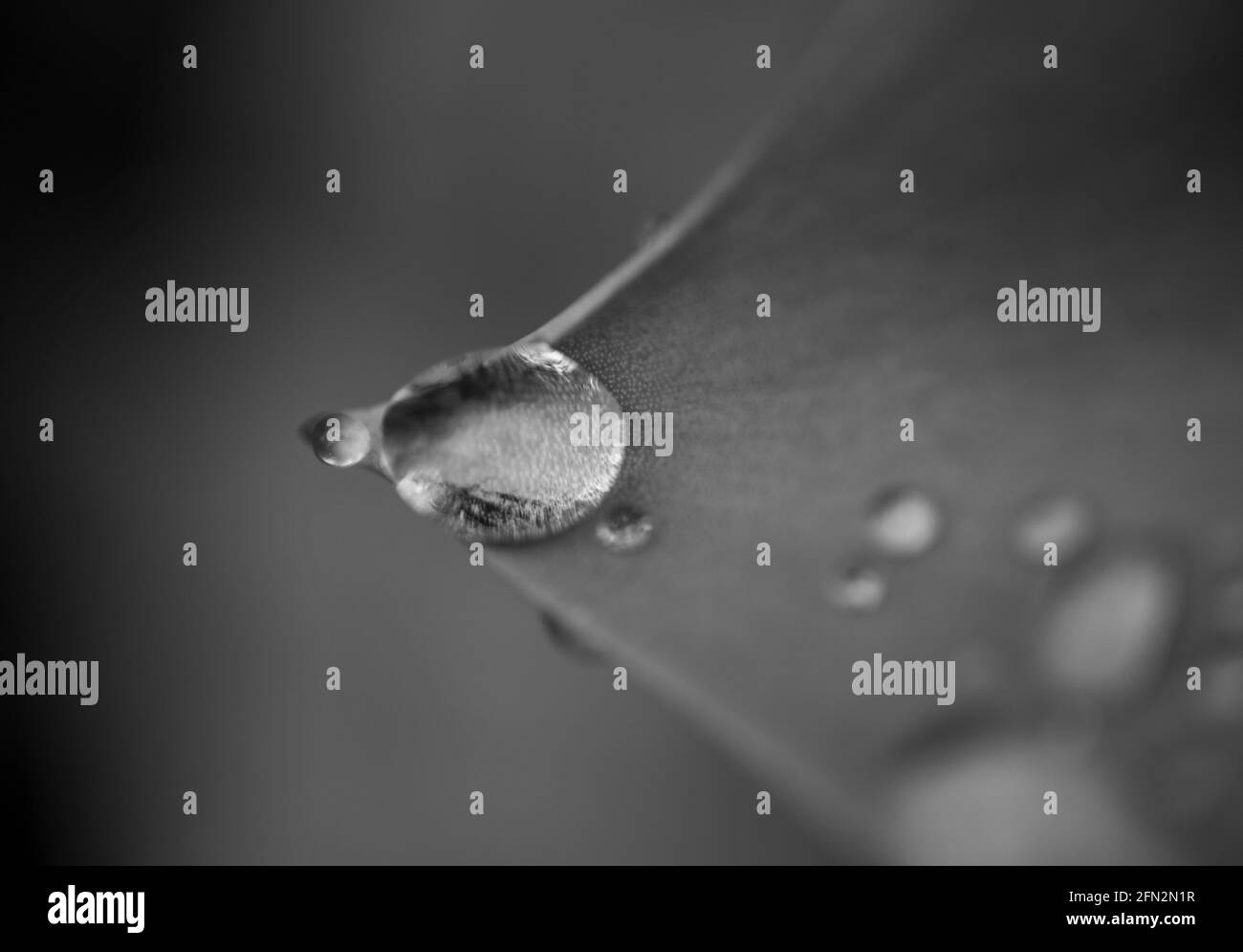 Grayscale closeup shot of a waterdrop Stock Photo - Alamy