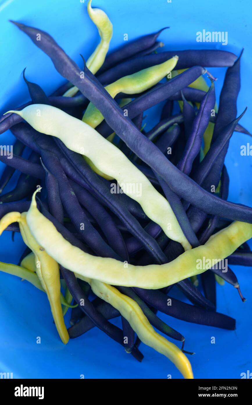 Bohnen gemuse hi-res stock photography and images - Alamy