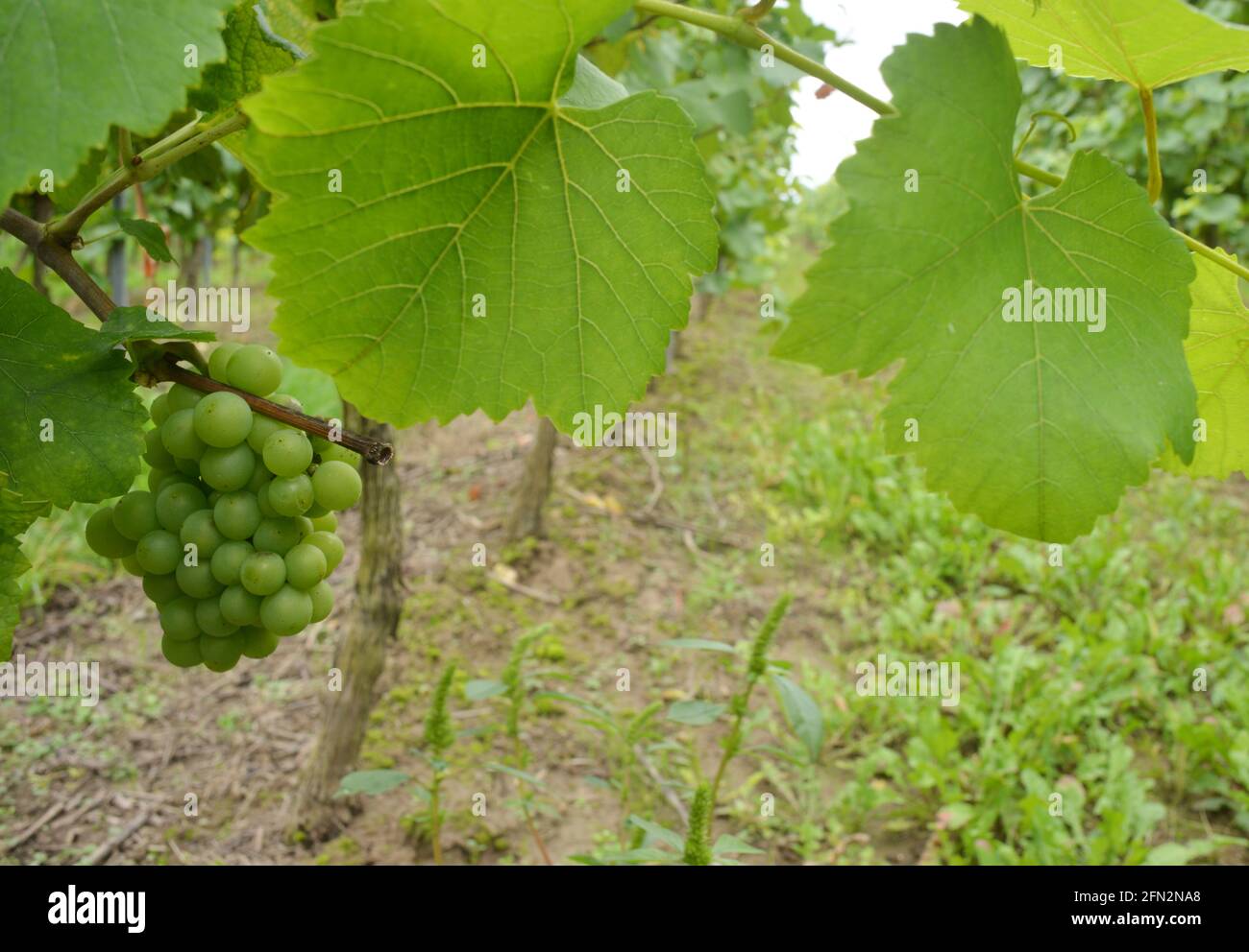 Vine plants are growing outdoor on a field Stock Photo - Alamy