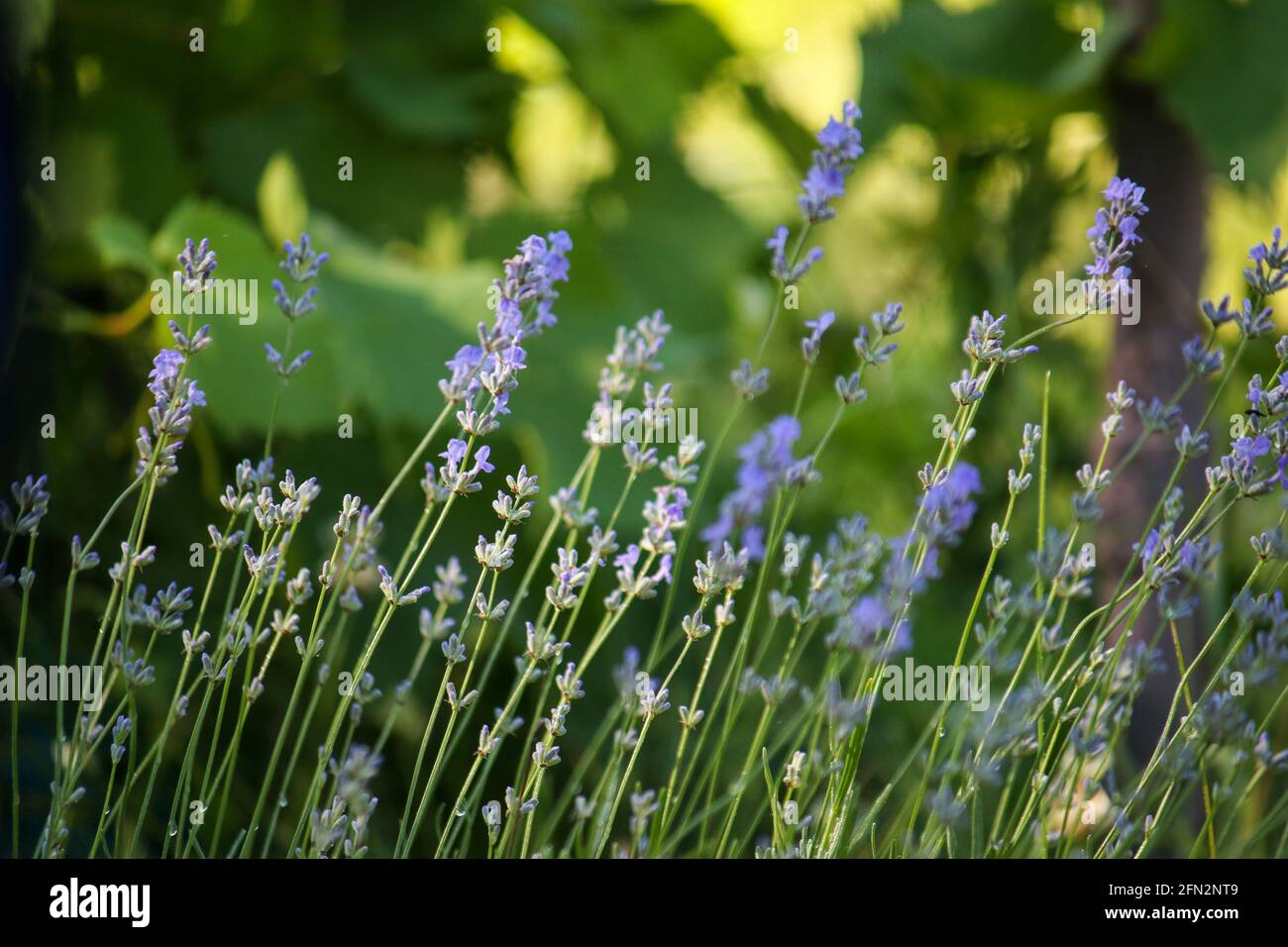 lavender lawn in the vineyard at sunsetevening, shine, leaf, harvest ...