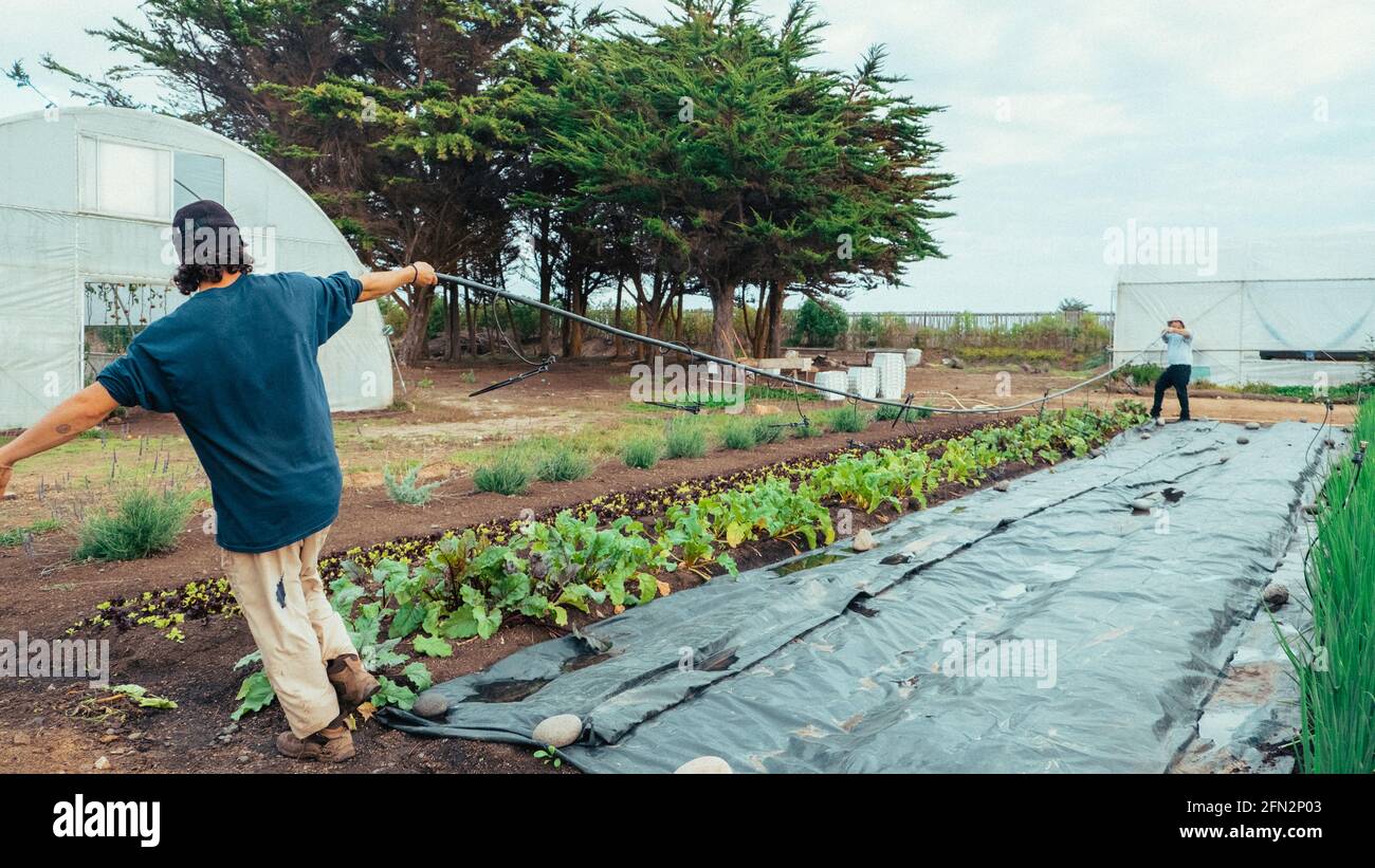 farmers working in their vegetable garden, ecological and sustainable ...