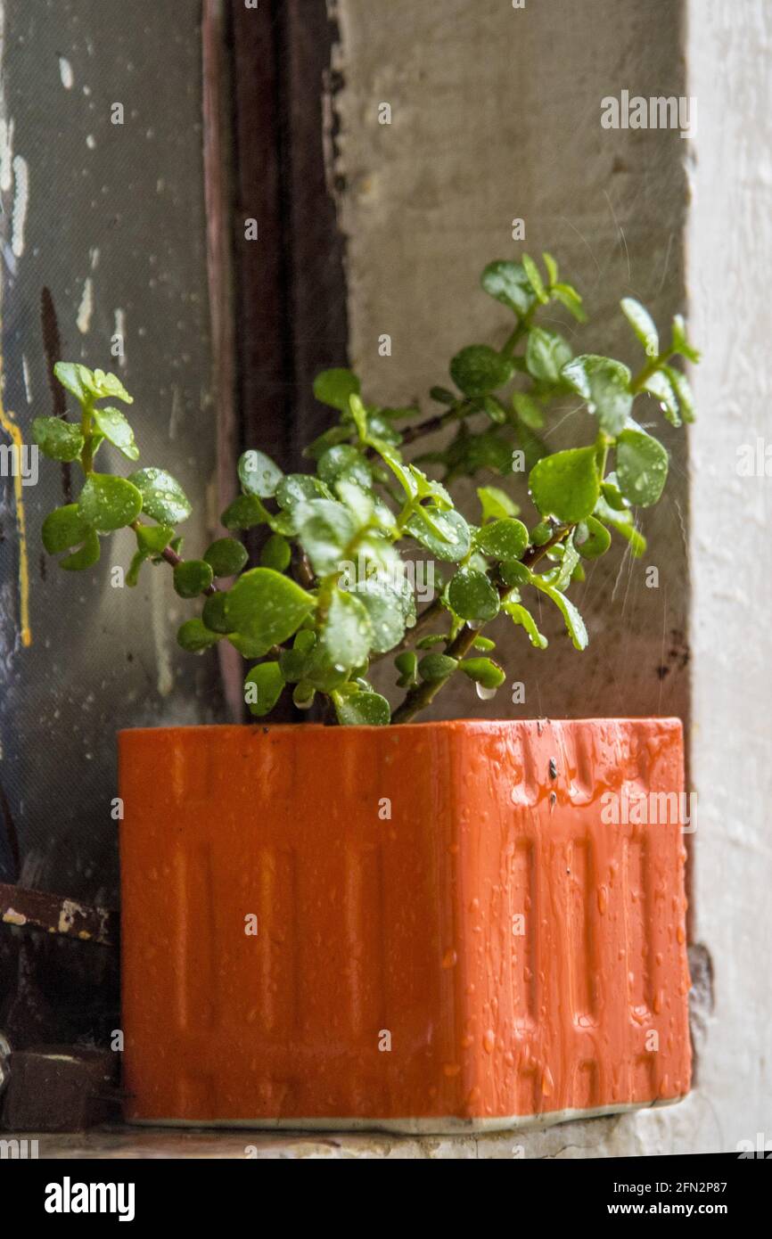 Vertical shot of a bright green plank in a clay pot on a windowsill ...