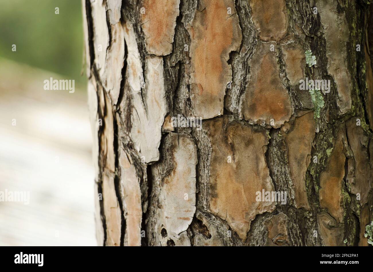 Closeup of the trunk of a tree with rough bark and a blurred background ...