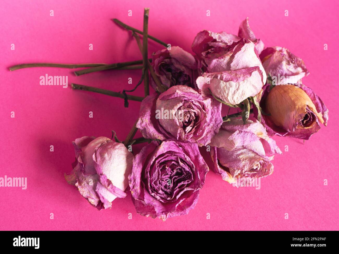 Beautiful dried roses on hi-res stock photography and images - Alamy