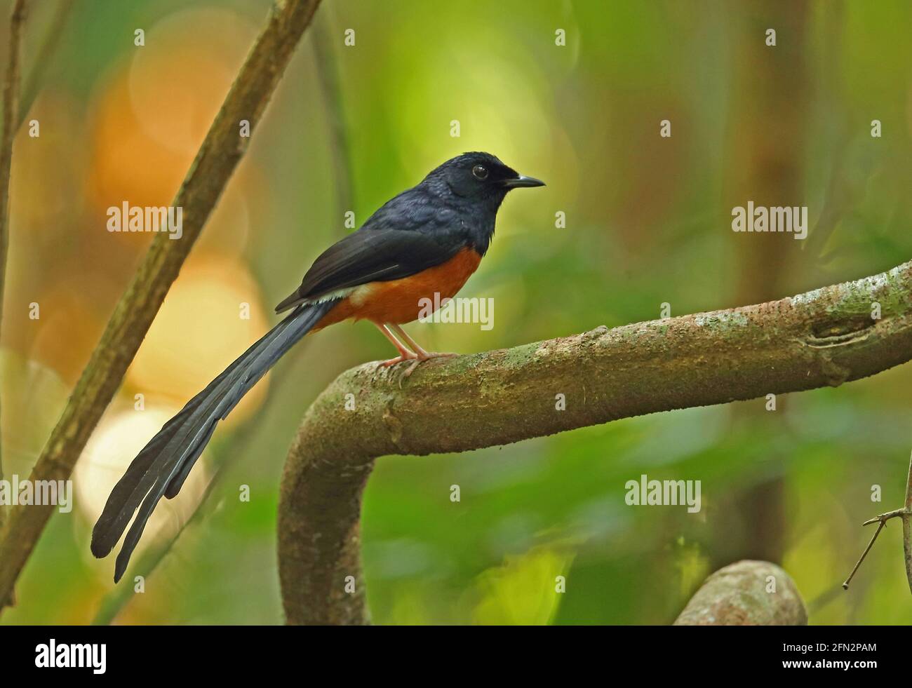 Shama Bird High Resolution Stock Photography and Images - Alamy
