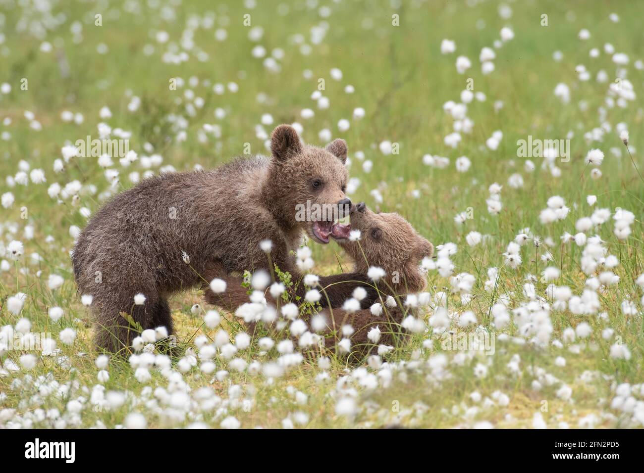 Brown bear cubs playing in the middle of the cotton grass on a Finnish ...