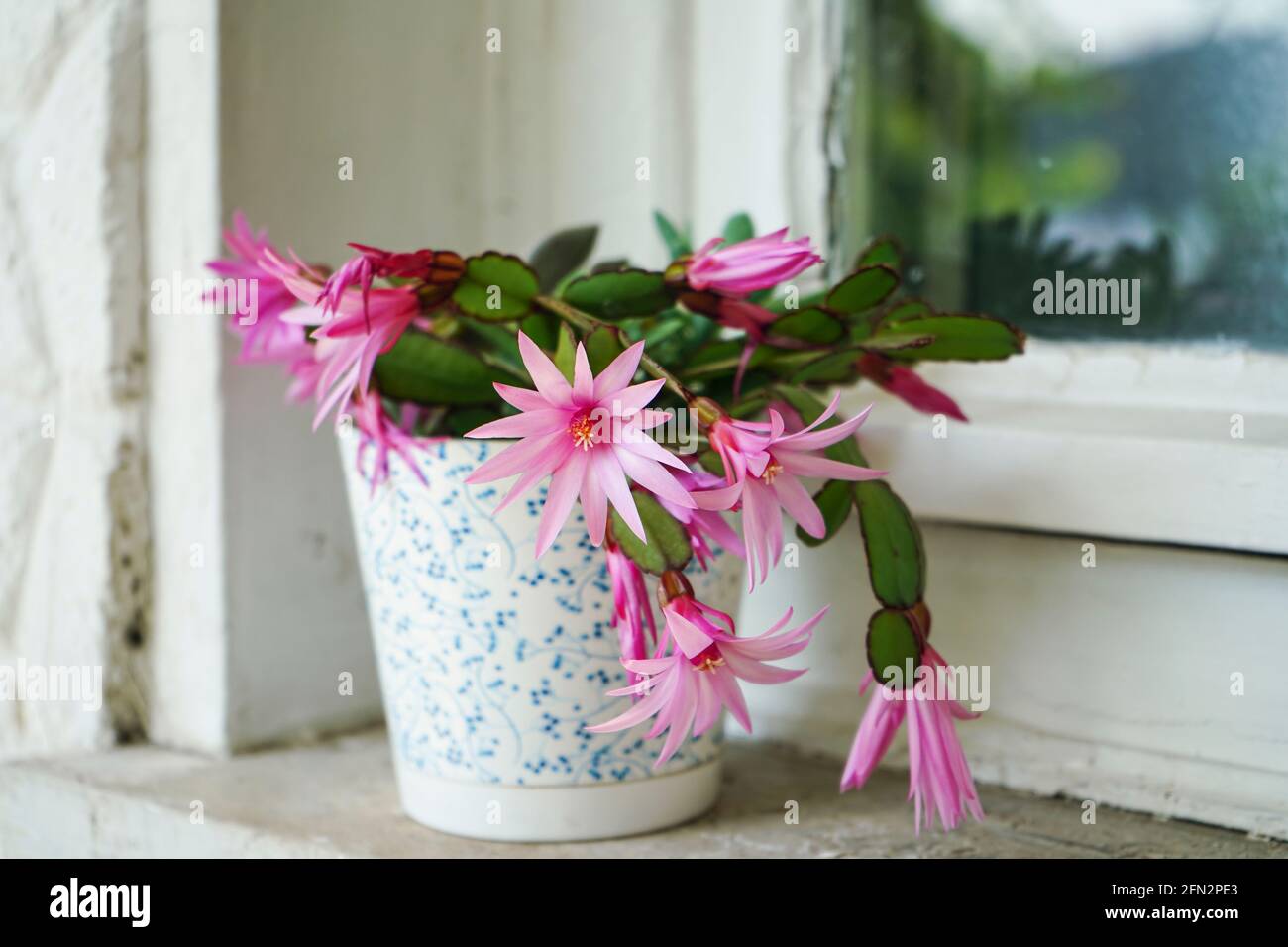 Red Flowered Cactus High Resolution Stock Photography and Images - Alamy