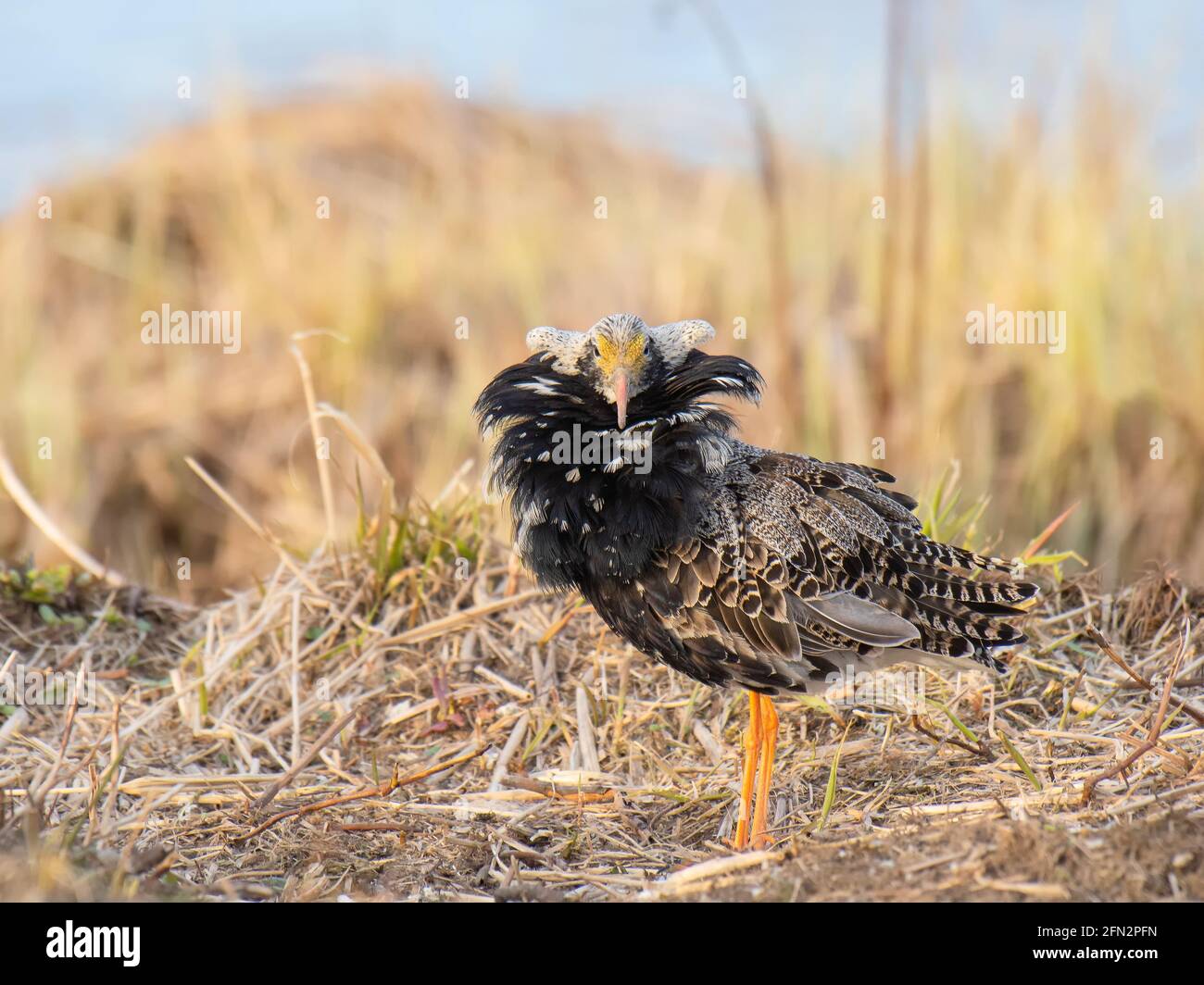 Adult breeding mating behavior hi-res stock photography and images - Alamy