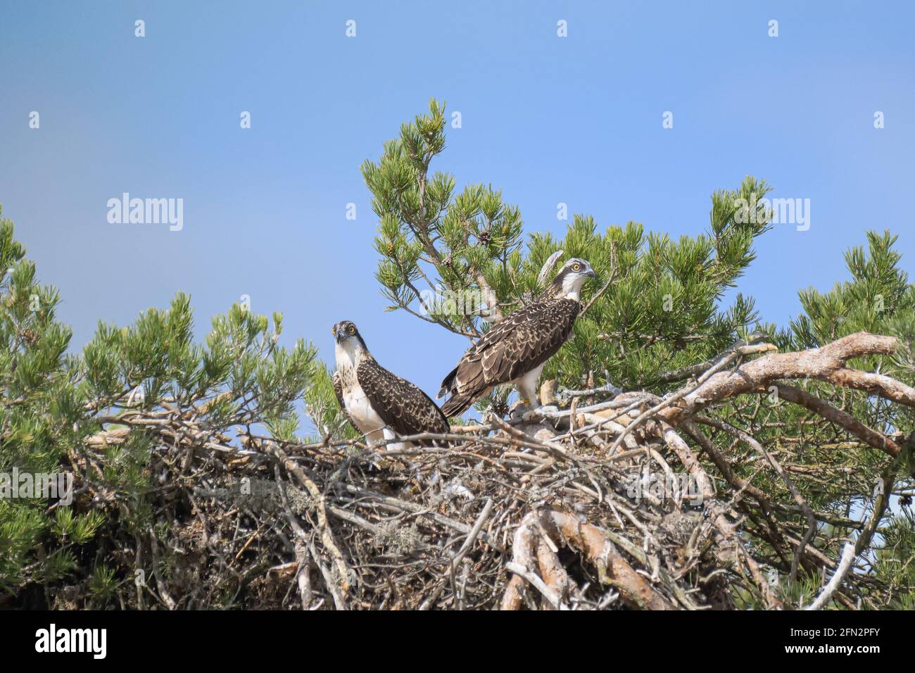 Juvenile ospreys hi-res stock photography and images - Alamy