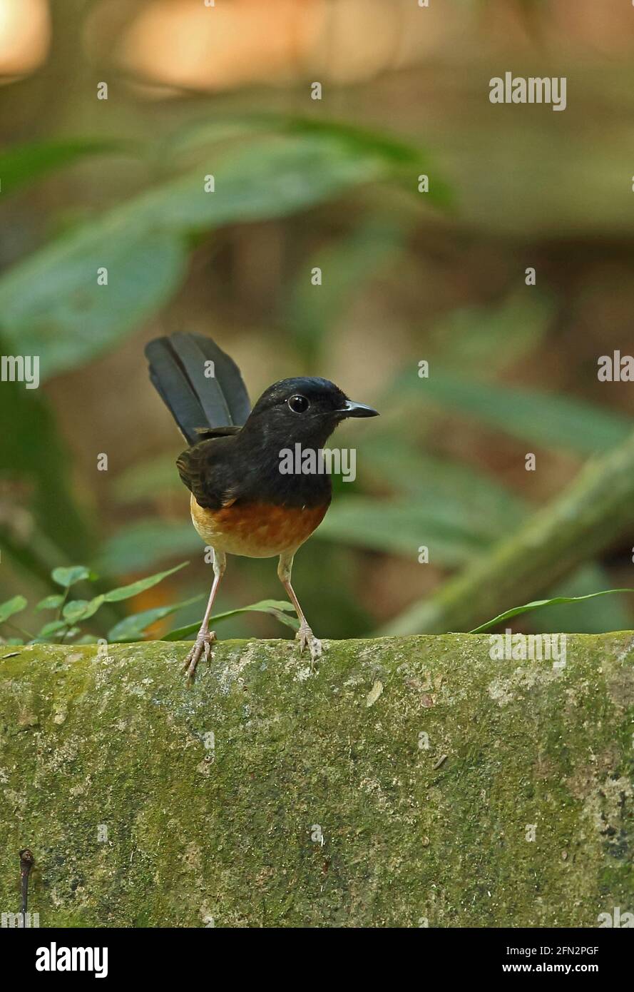 Shama Bird High Resolution Stock Photography and Images - Alamy