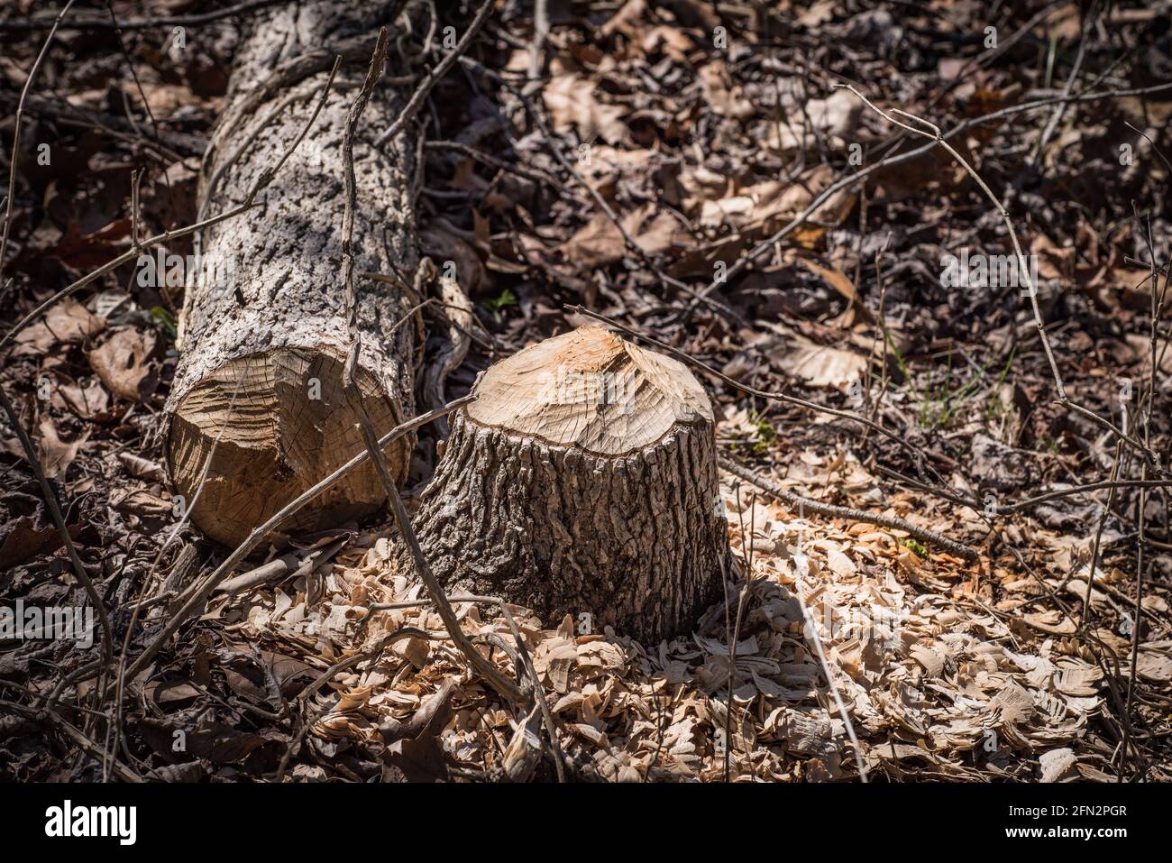 Tree felled by active beaver Stock Photo - Alamy
