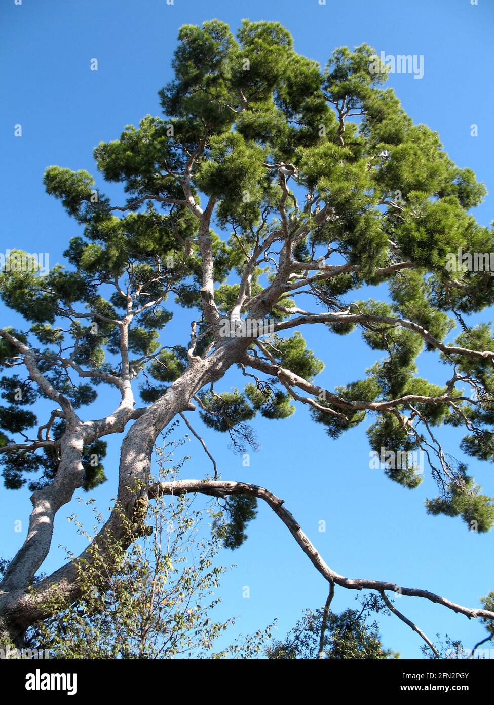 Stone pine trees on blue sky Stock Photo - Alamy