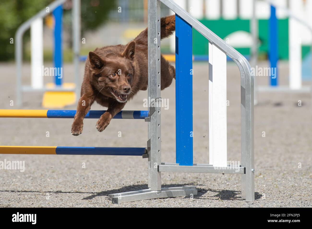 Australian Kelpie jumping over an agility hurdle Stock Photo - Alamy