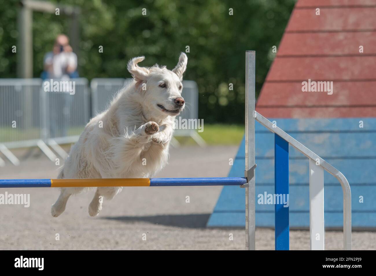 Are Labradors Good Agility Dogs