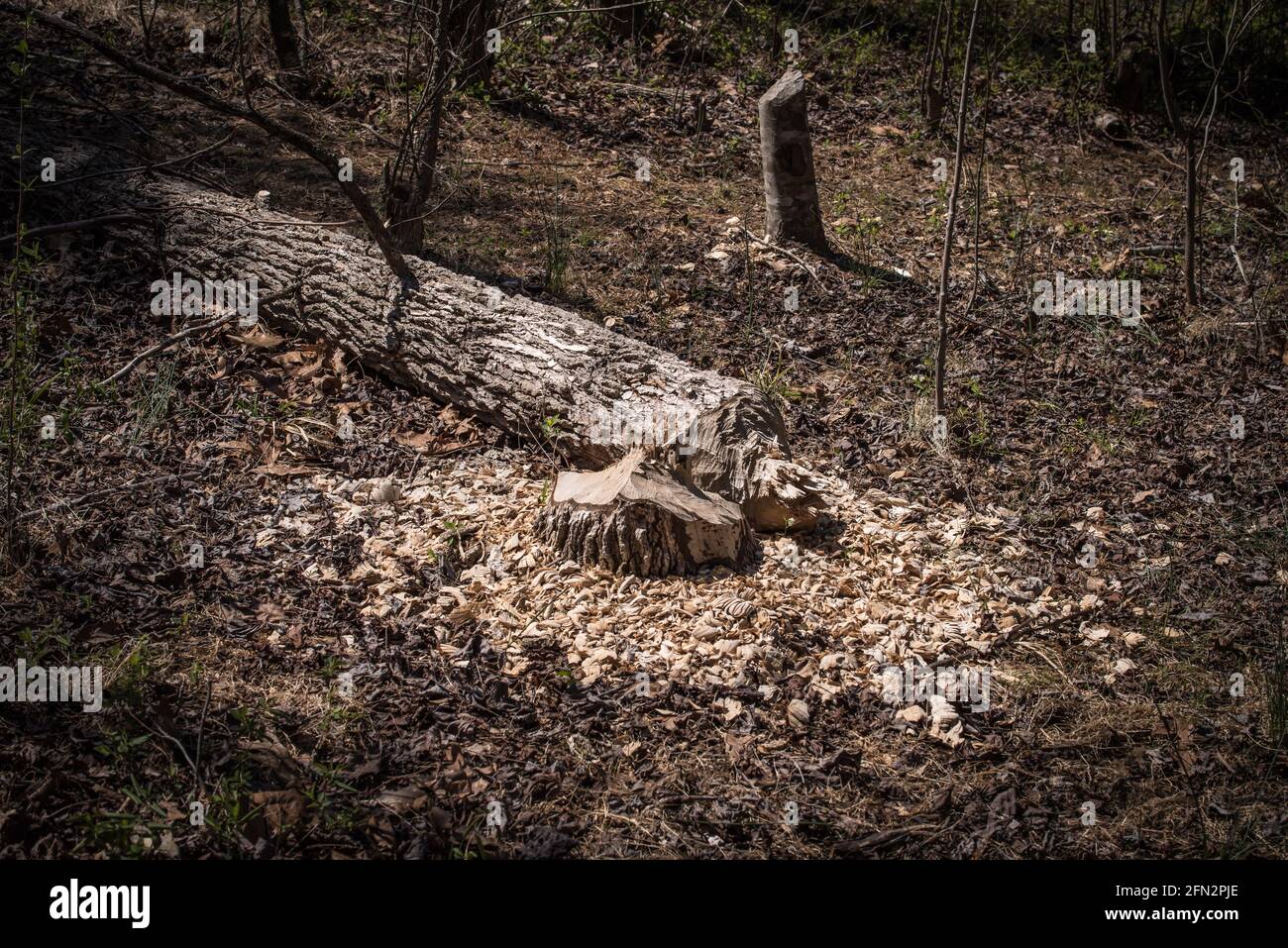 Beaver dragging tree hi-res stock photography and images - Alamy