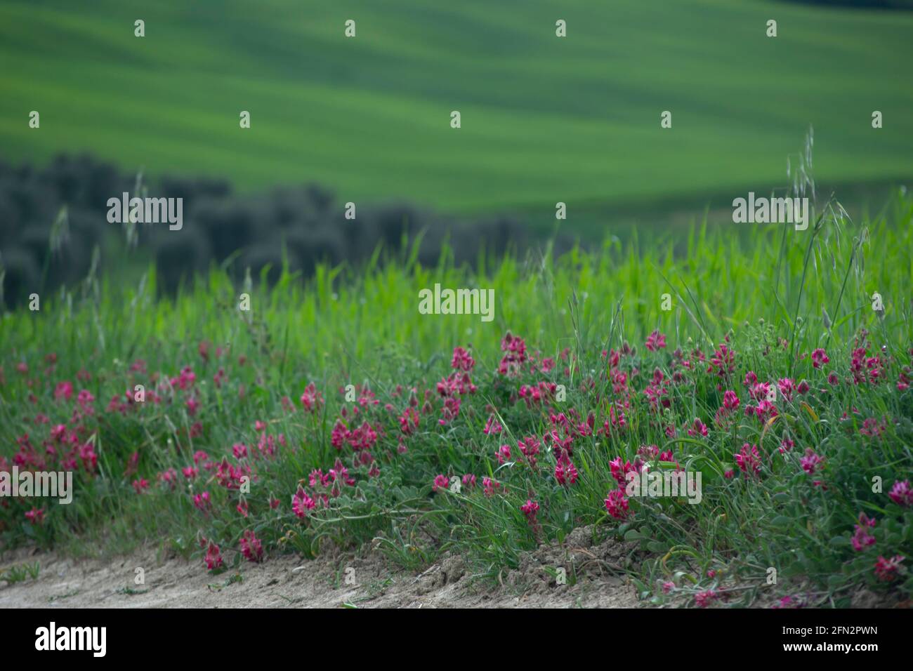 Flowers along the path hi-res stock photography and images - Alamy