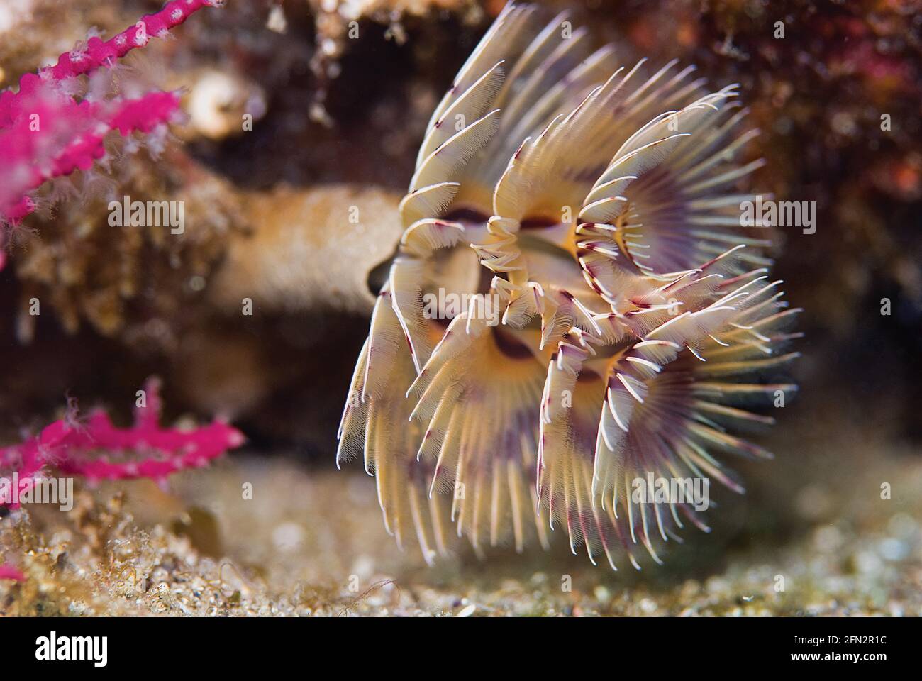 Red tube worm hi-res stock photography and images - Alamy