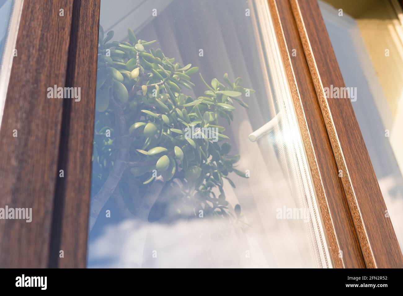The money tree grows outside the window on the windowsill indoors Stock ...