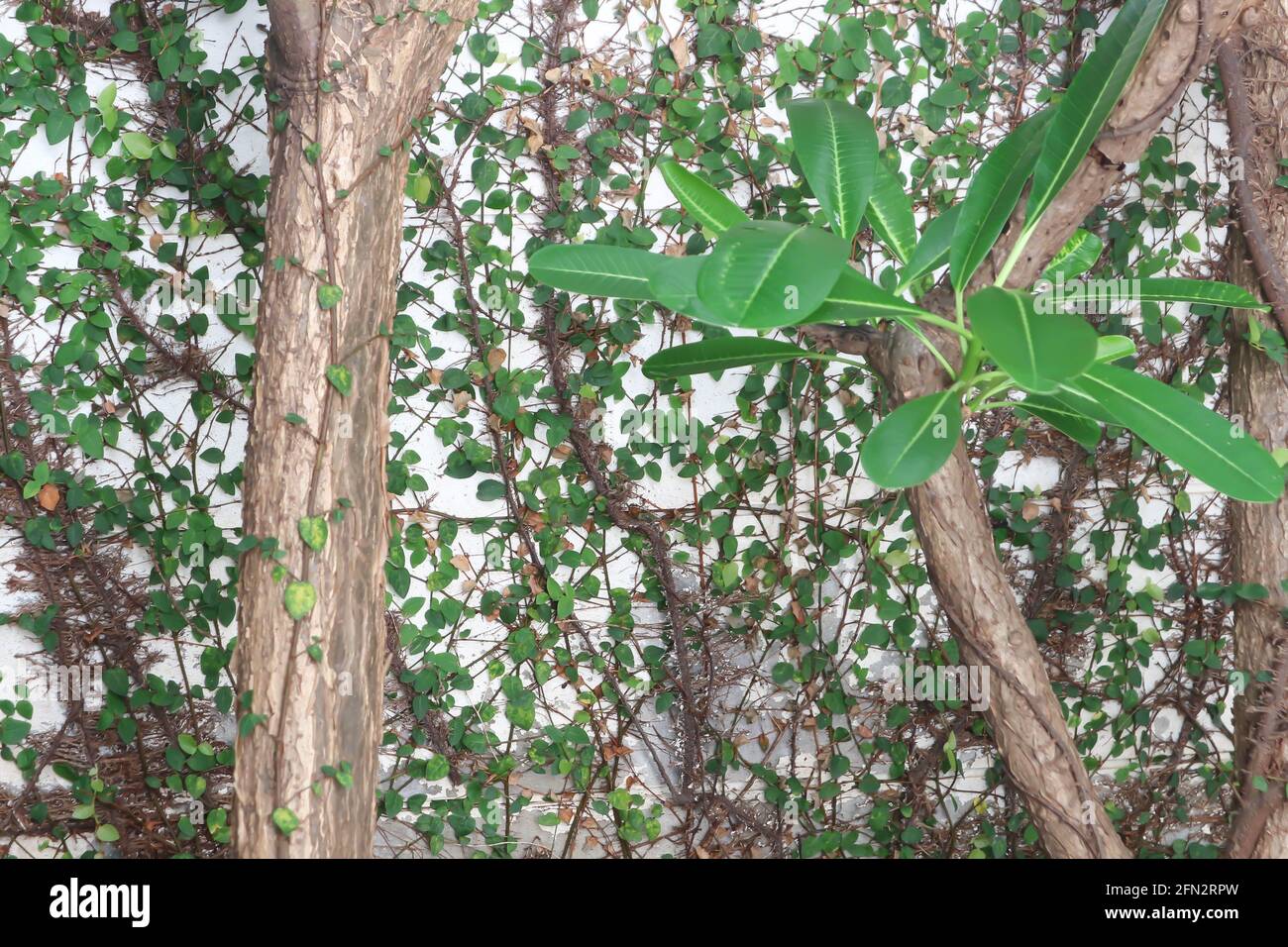 ficus pumila or climbing fig on the wall and temple tree, fence Stock ...