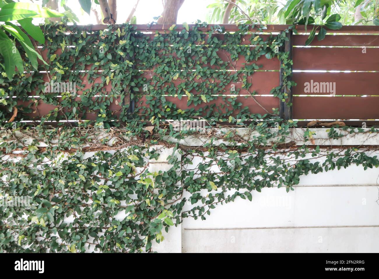 Ficus hedge hi-res stock photography and images - Alamy