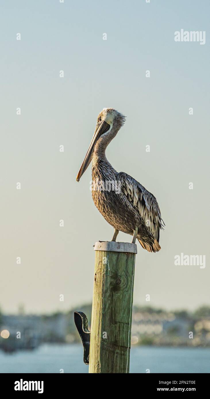 Pelican sitting hi-res stock photography and images - Alamy