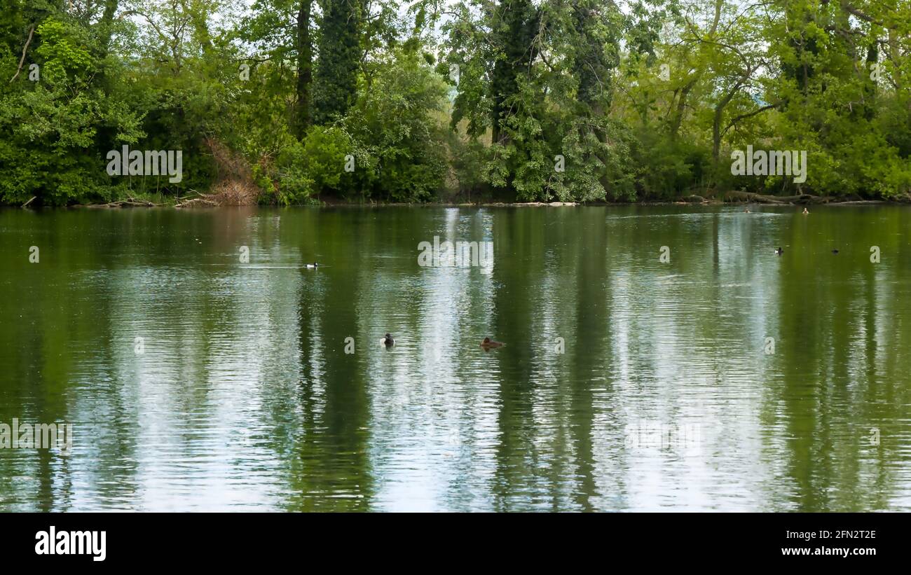 Lake in the nature reserve in Alsace, France Stock Photo - Alamy