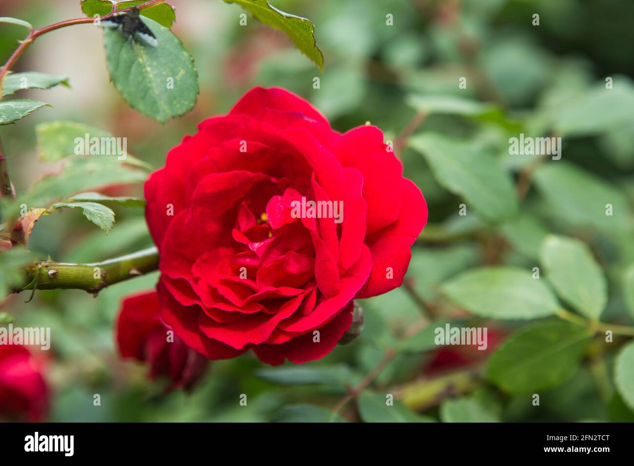 Red rose flowers. Climbing rose flowers in early summer Stock Photo - Alamy
