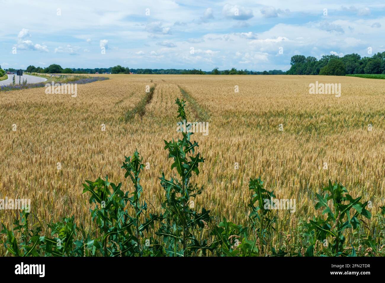 Weizenfeld im Juni, kurz vor der Ernte Stock Photo - Alamy