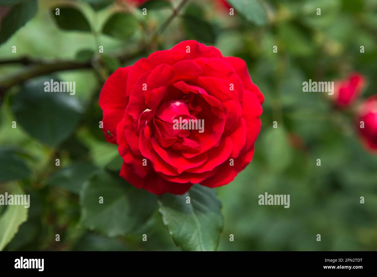 Red rose flowers. Climbing rose flowers in early summer Stock Photo - Alamy