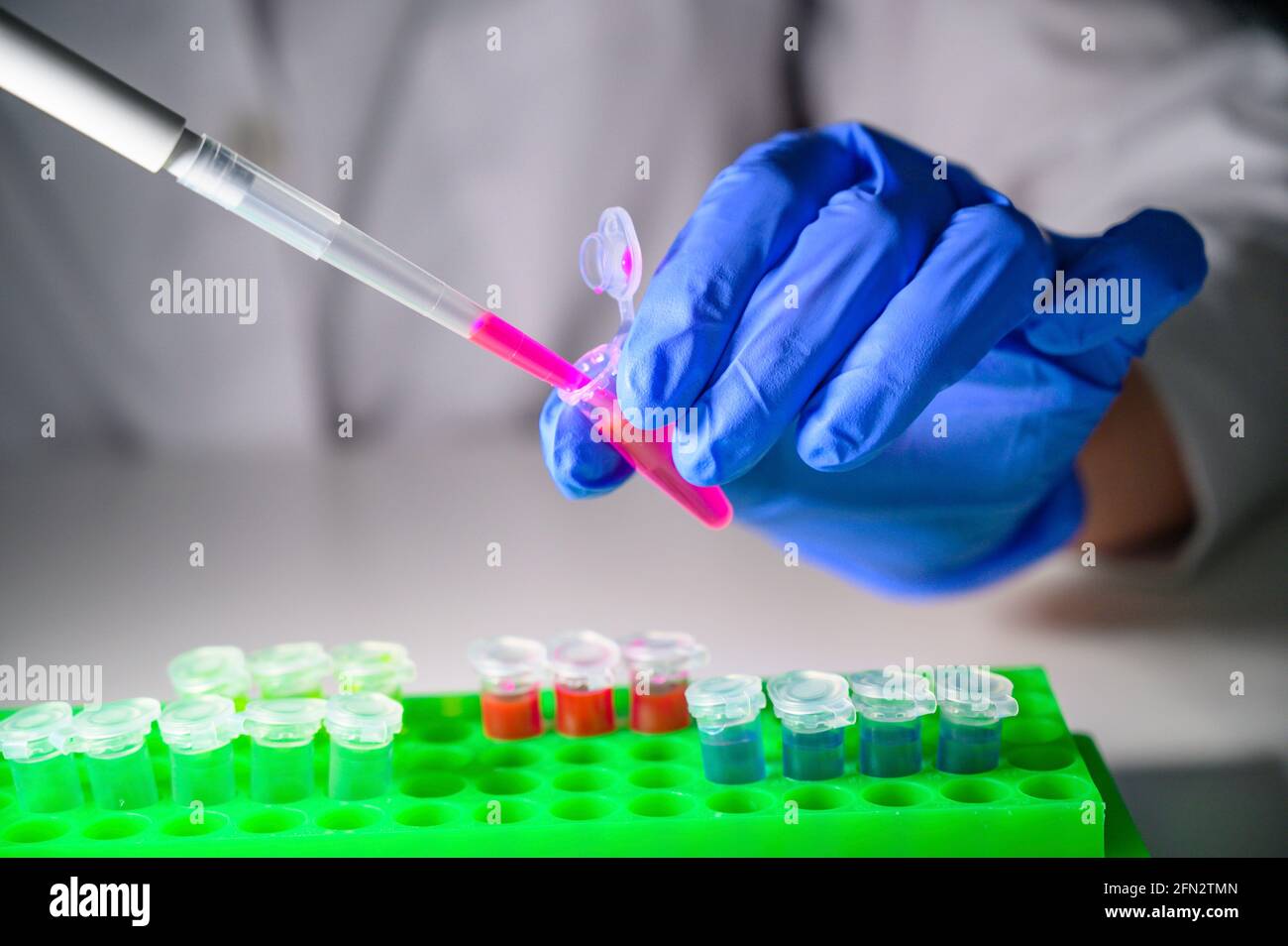 Scientist taking out pink chemical solution in eppendorf tube and ...