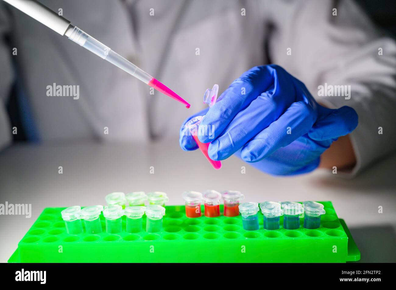 Scientist working with pink solution in eppendorf tube and pipette for ...