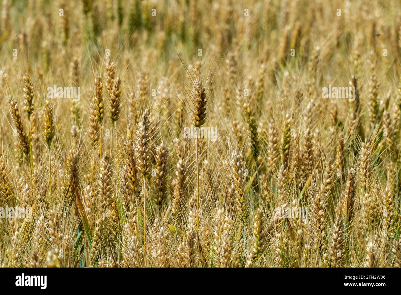 Weizenfeld im Juni, kurz vor der Ernte Stock Photo - Alamy