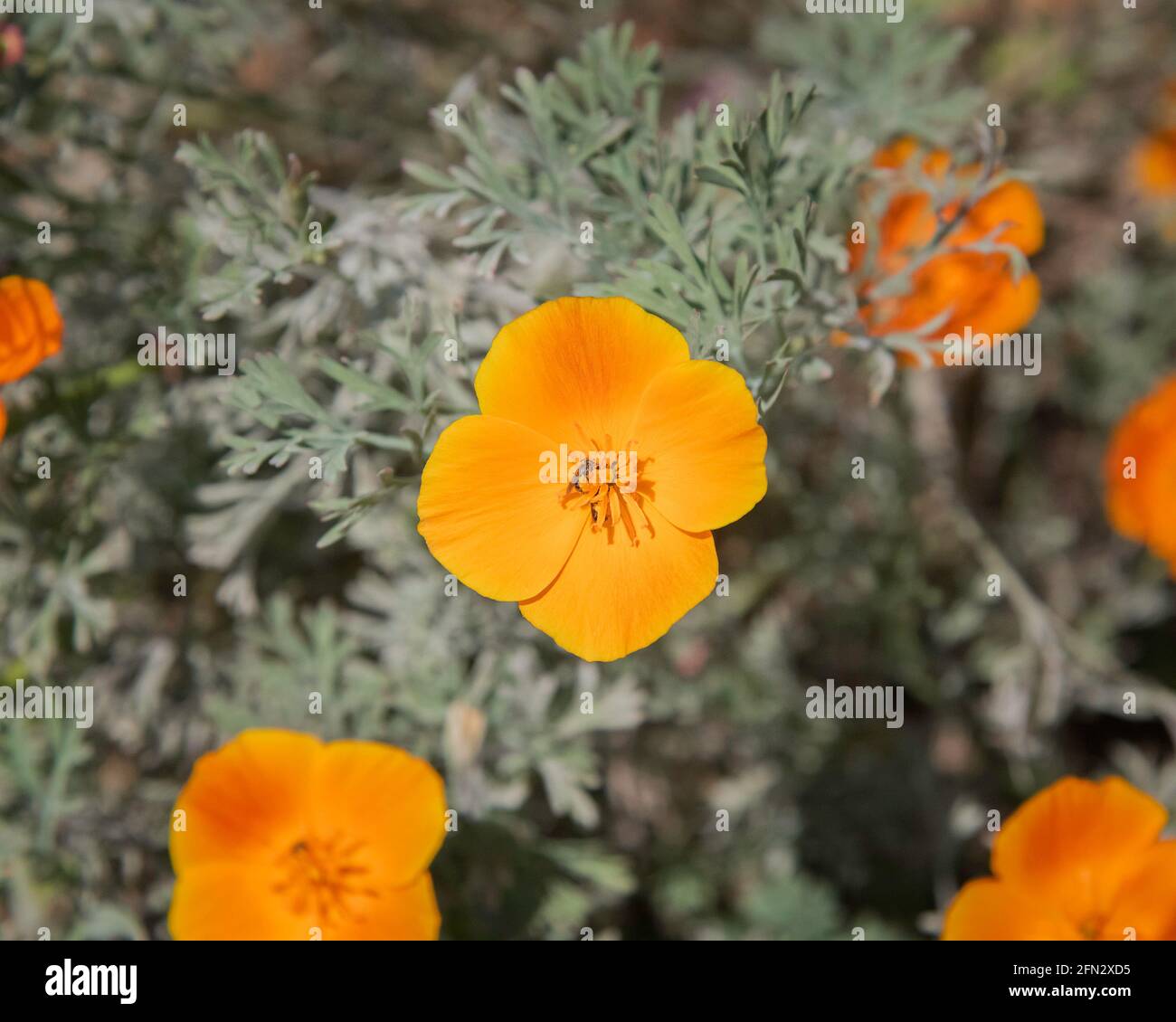California poppy closeup hi-res stock photography and images - Alamy