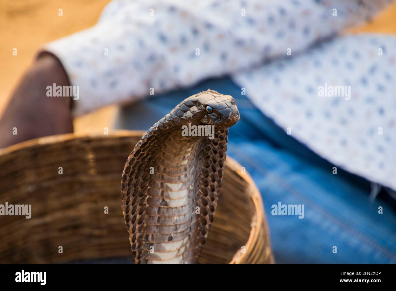 A snake charmer with his Cobra Stock Photo - Alamy