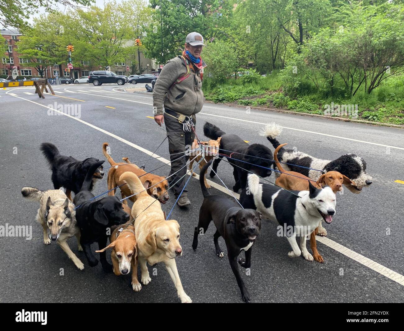 Professional dog walker with 12 canines in toe walks on the road in ...