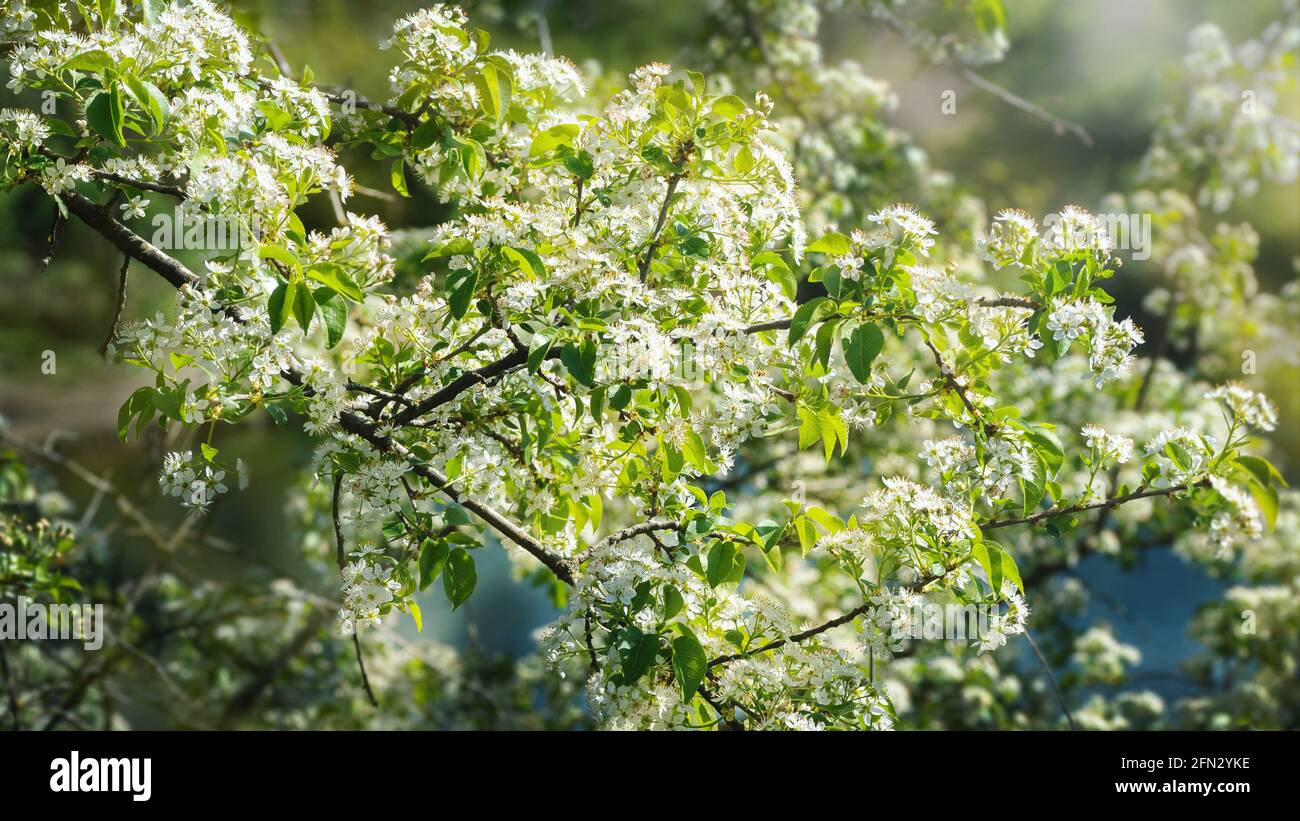 Bullace tree in garden hi-res stock photography and images - Alamy