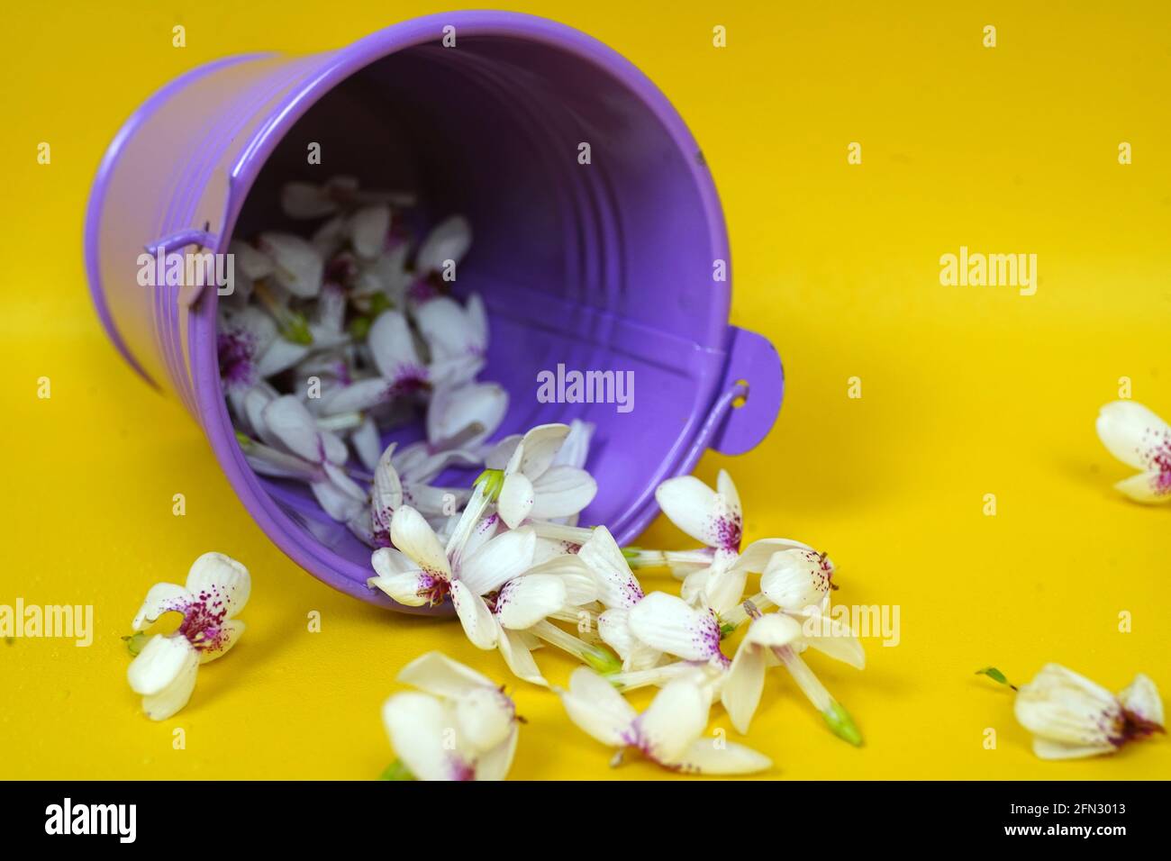 Bucket with beautiful white flowers spilled on the yellow surface Stock ...