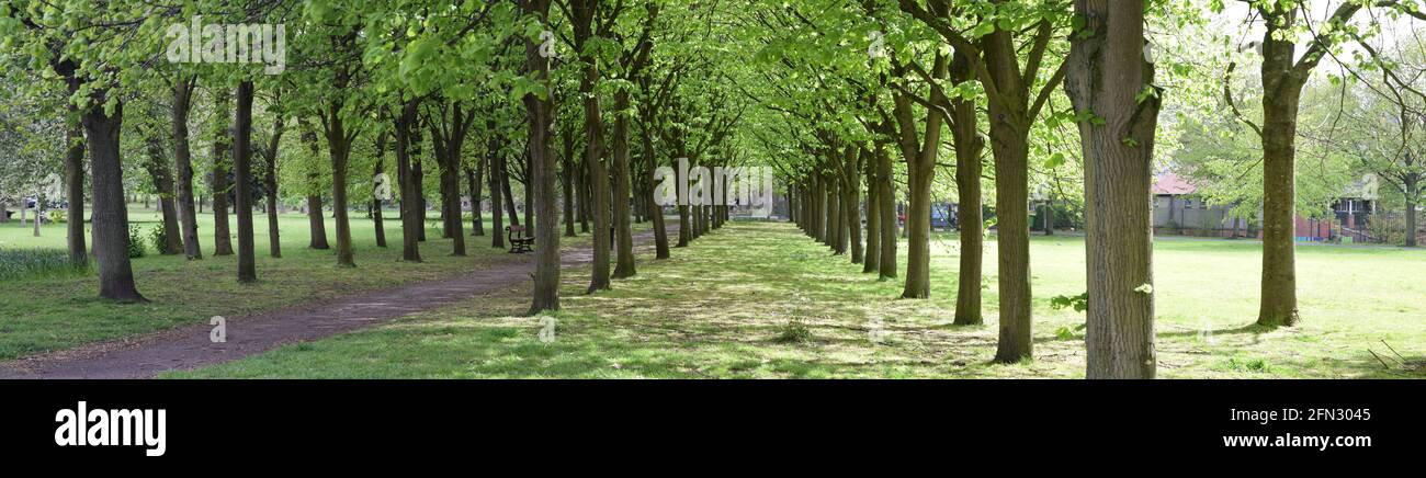 Row of the trees creating a path Stock Photo - Alamy