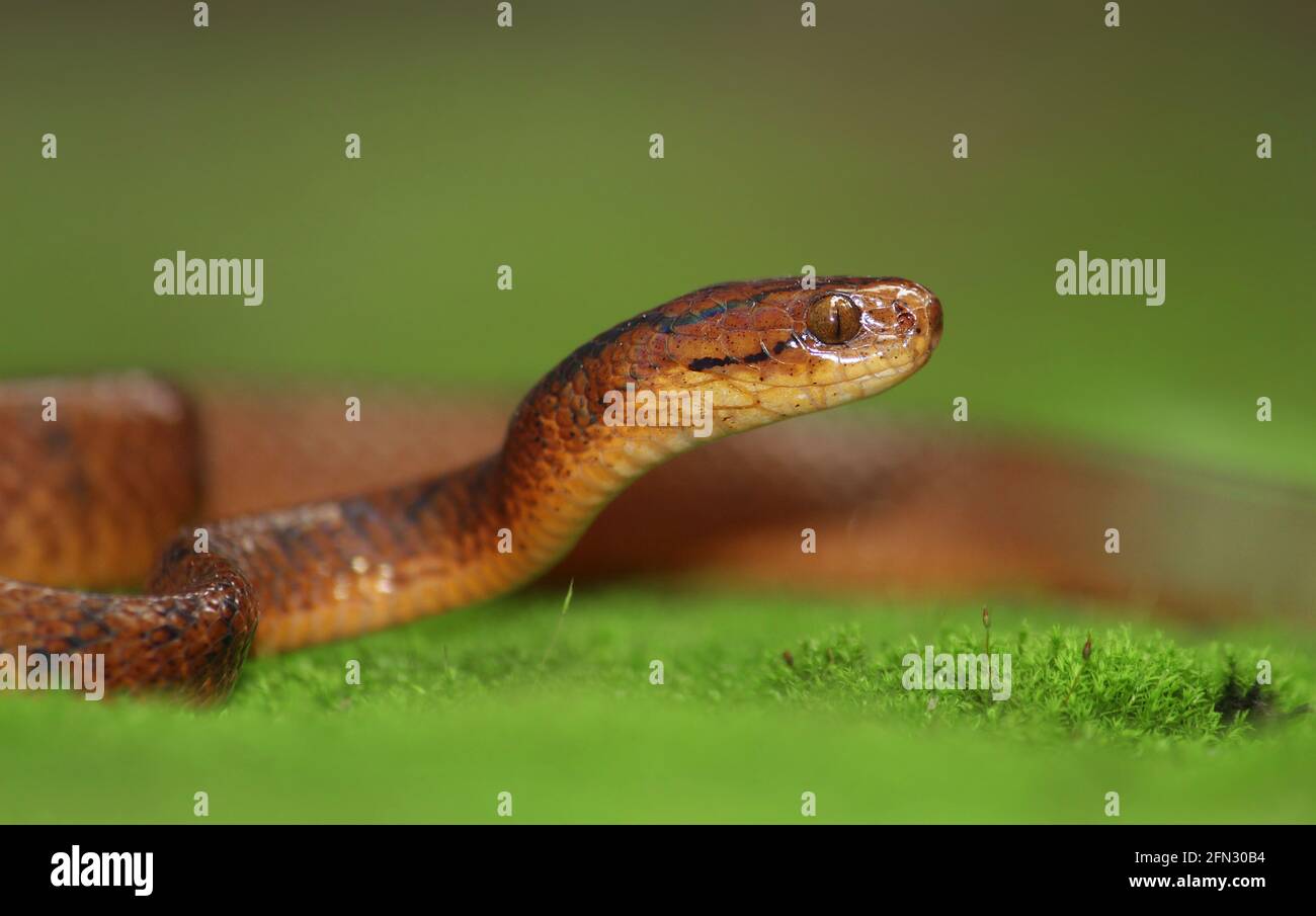 Snakes of assam hi-res stock photography and images - Alamy