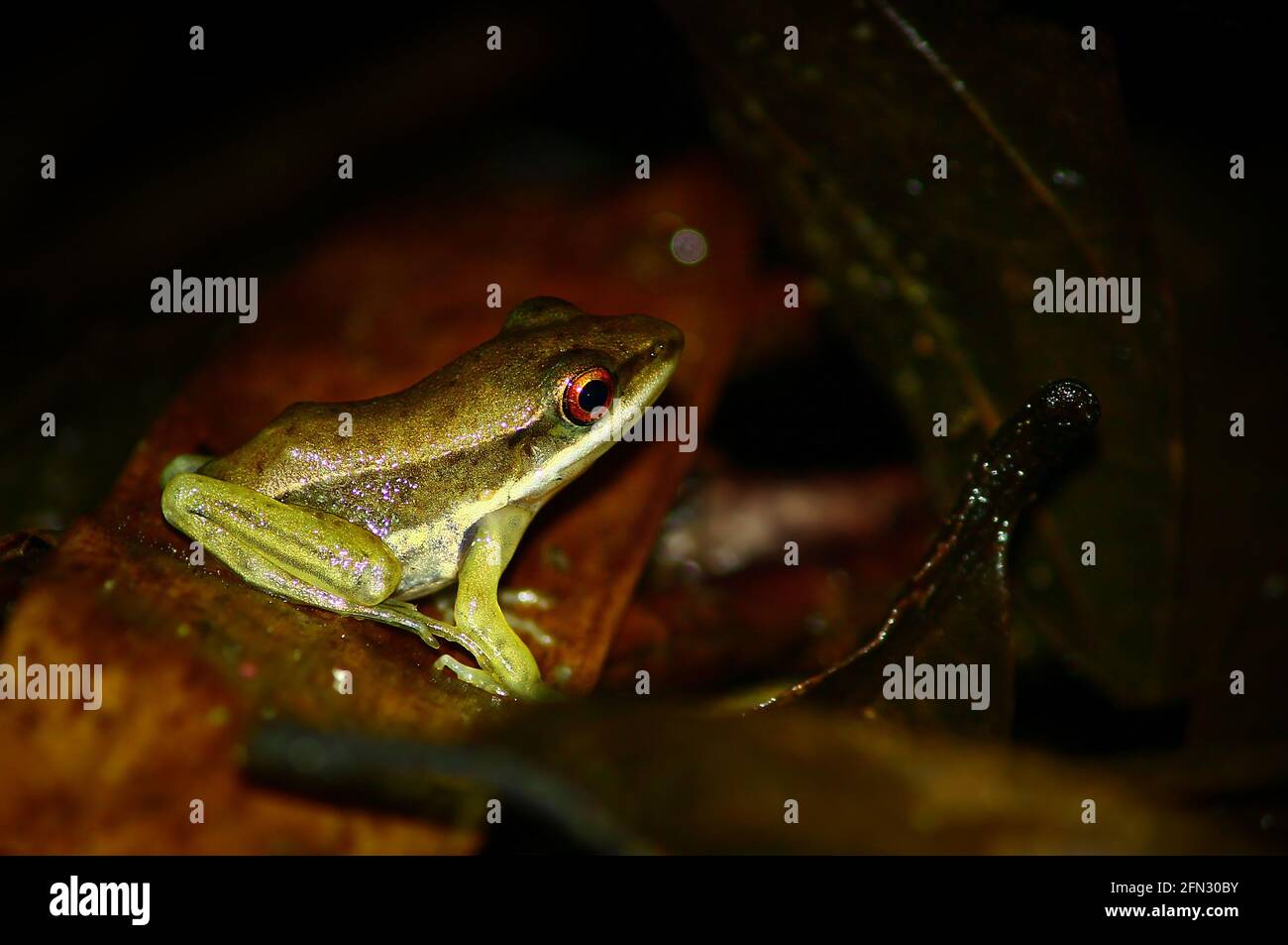 Humerana hi-res stock photography and images - Alamy