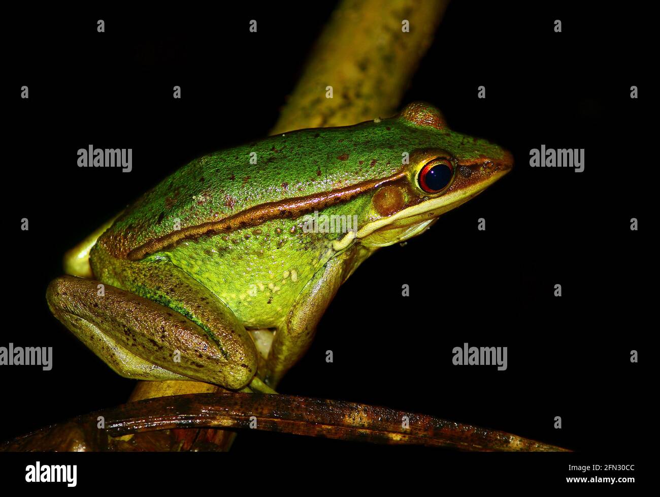 Adult male Bhamo frog (Humerana humeralis Stock Photo - Alamy