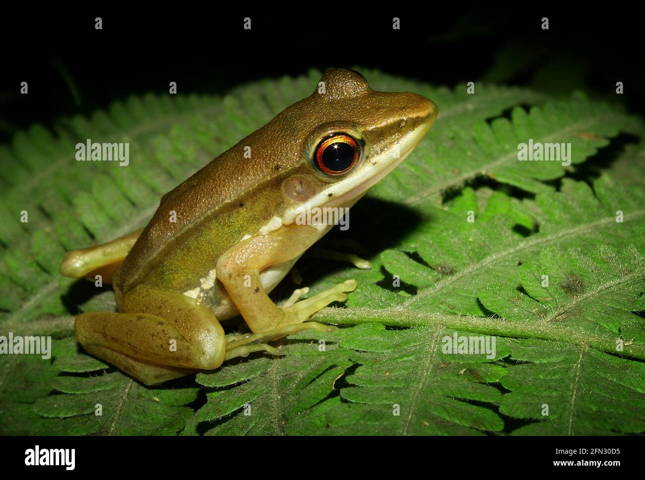 Subadult Bhamo frog (Humerana humeralis Stock Photo - Alamy