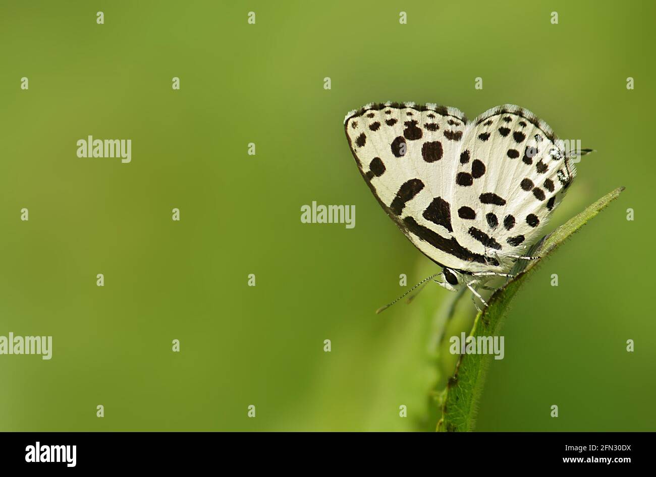 Common pierrot (Castalius rosimon) on a fern leaf Stock Photo - Alamy