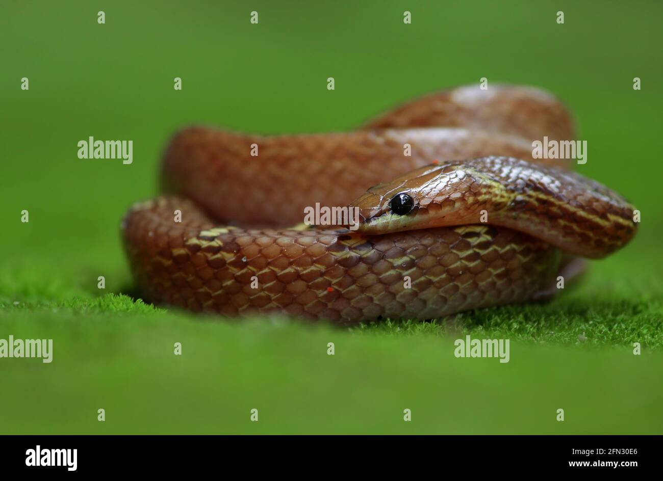 A Common wolf snake (Lycodon aulicus Stock Photo - Alamy