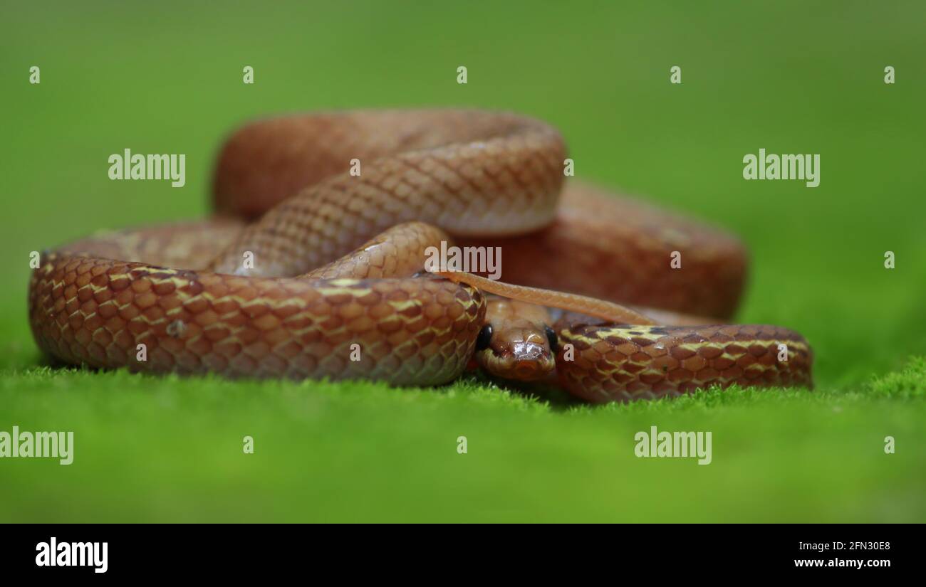 A Common wolf snake (Lycodon aulicus) coiled up in a defensive pose ...