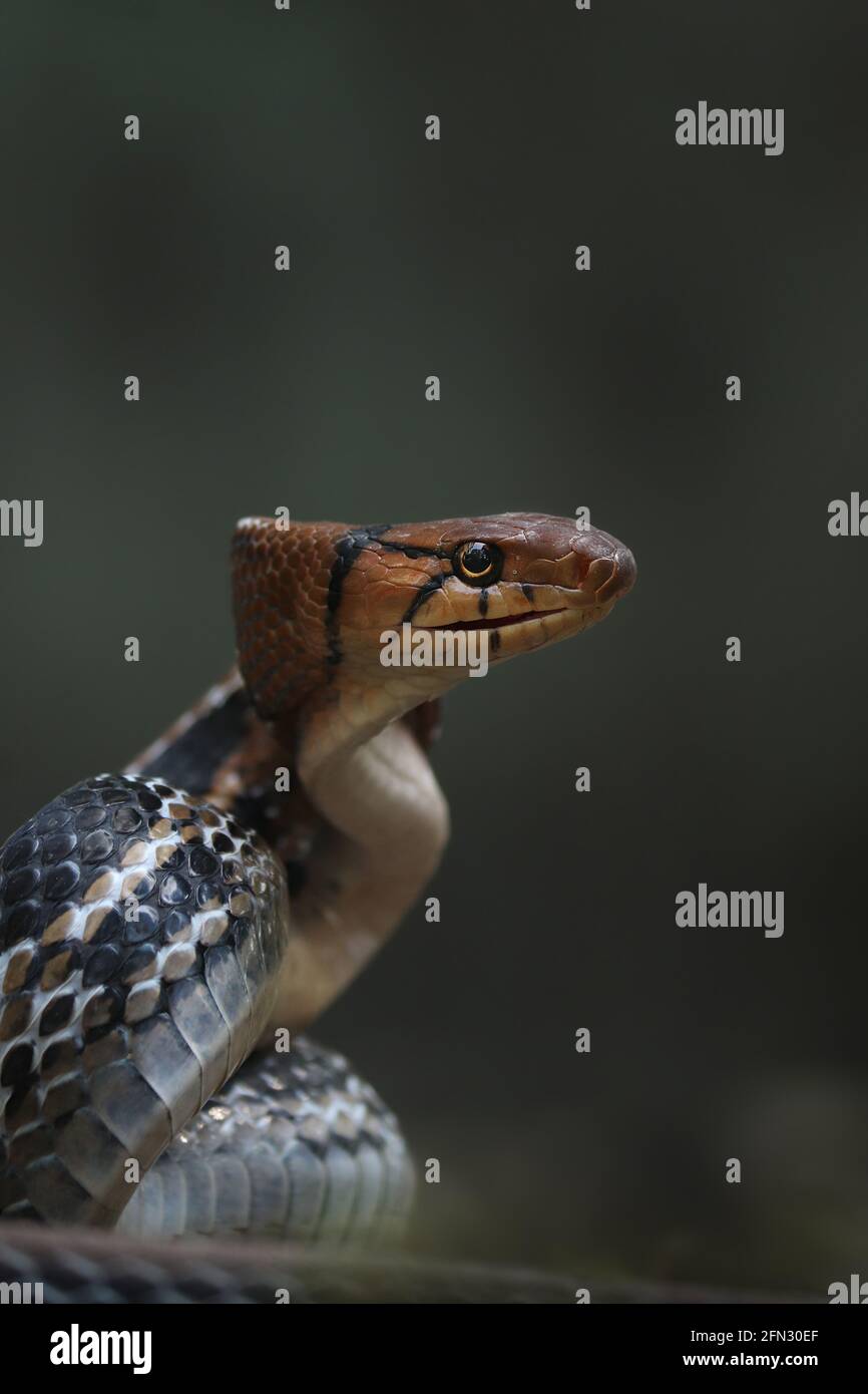 A Copper headed trinket snake (Coelognathus radiatus), vertical frame ...