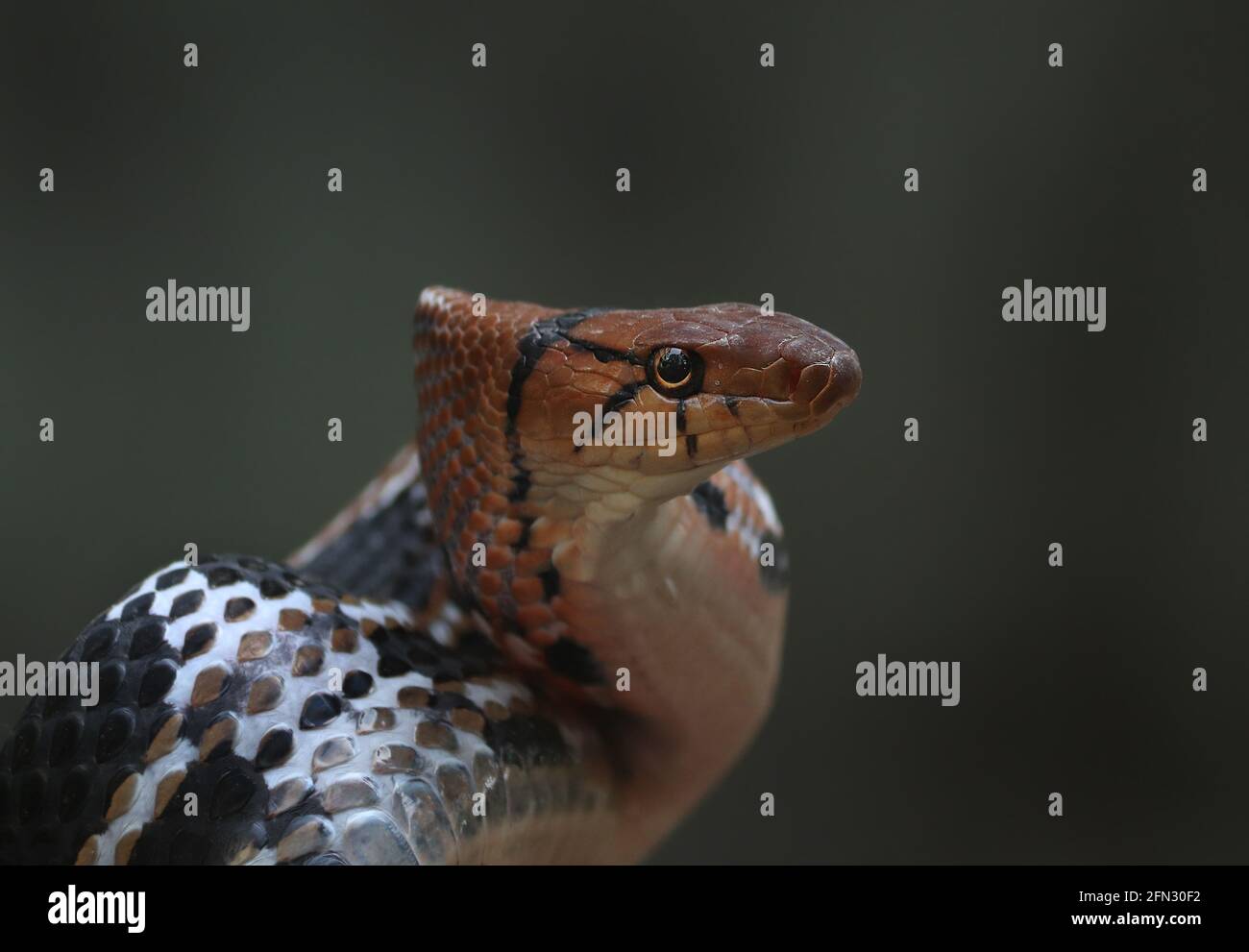 A Copper headed trinket snake (Coelognathus radiatus), closeup shot ...
