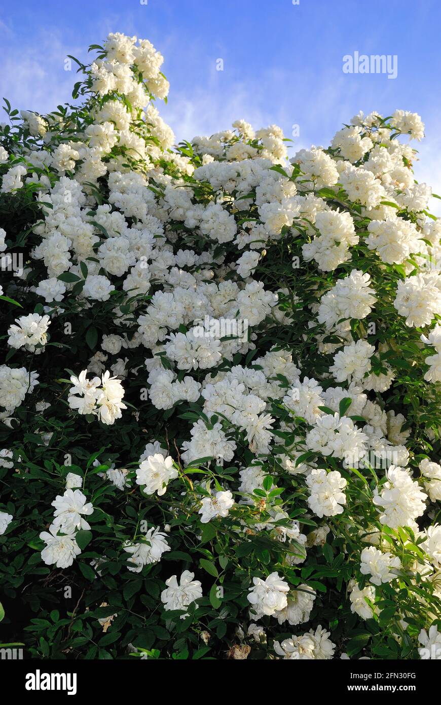 Rosa Alba High Resolution Stock Photography and Images - Alamy