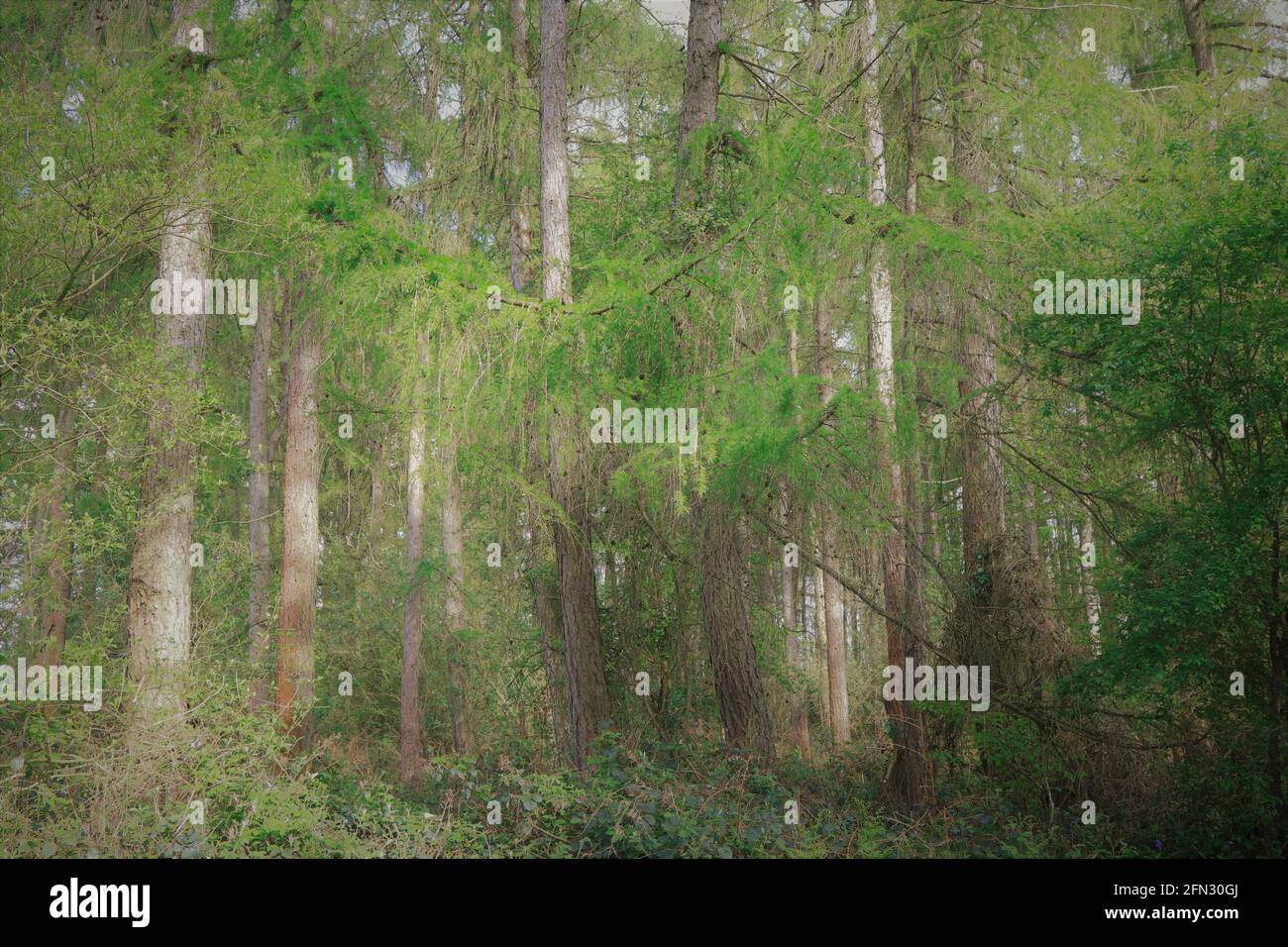 Habitat forest hi-res stock photography and images - Alamy